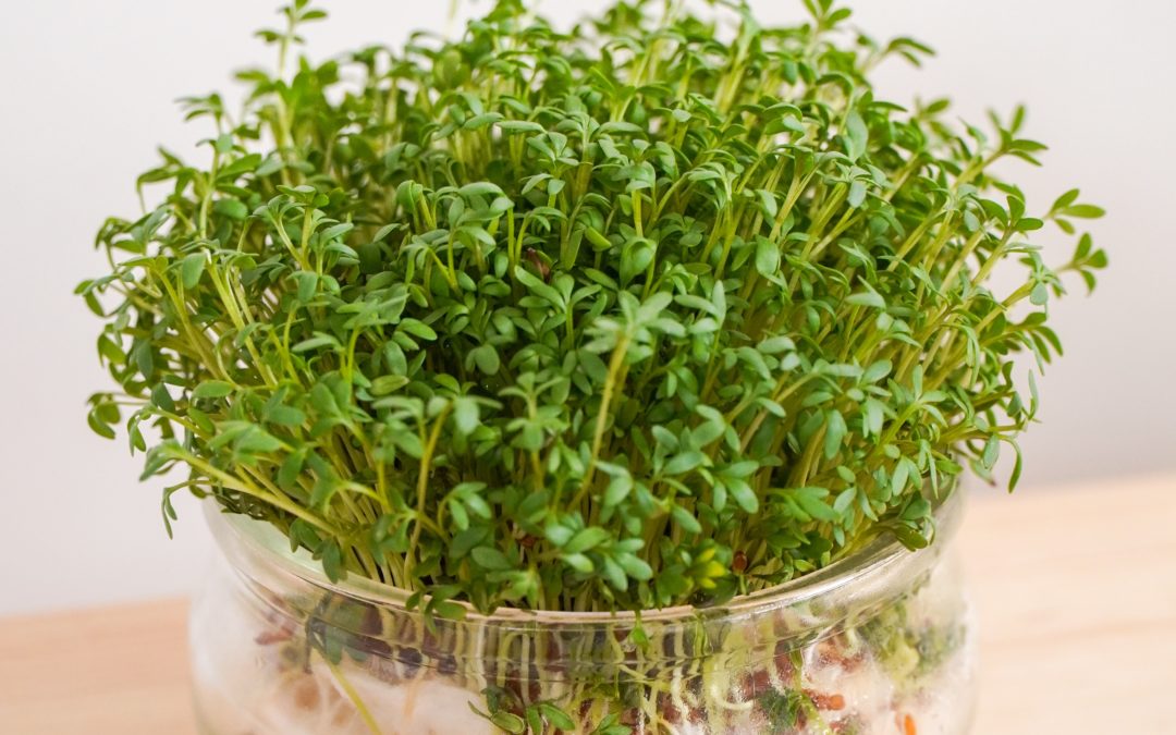 ensalada de berro - Periódico Calasanz Vitoria